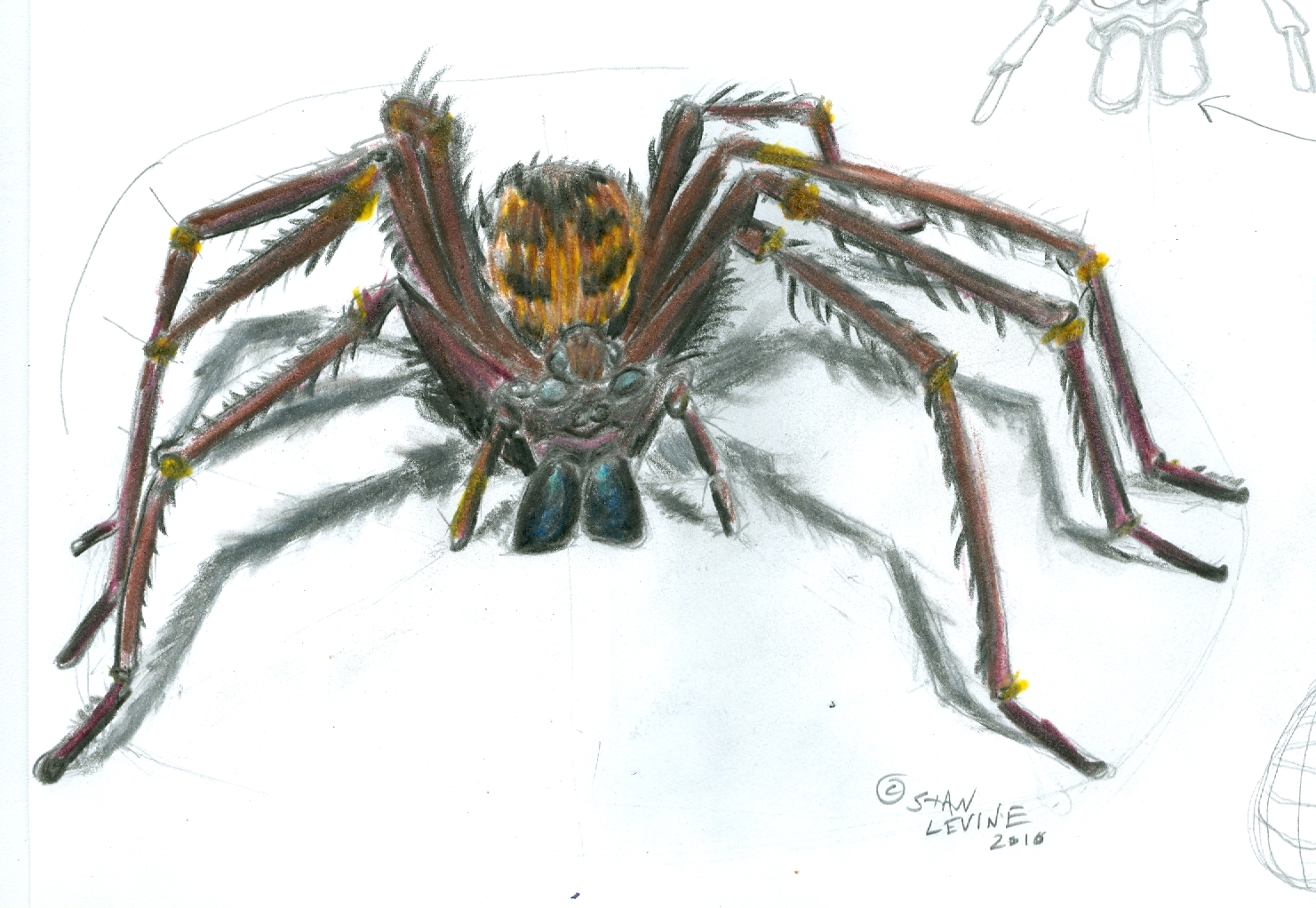 Spider Drawing Pencil Sketch Colorful Realistic Art Images