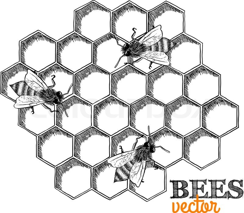 Honeycomb Drawing Pencil Sketch Colorful Realistic Art Images Honeycomb Drawing Pencil Sketch Colorful Realistic Art Images