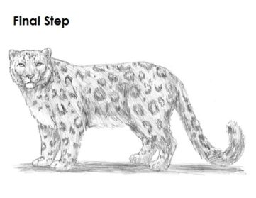 Leopard Picture Drawing - Drawing Skill
