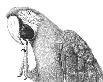 Macaw Drawing - Drawing Skill
