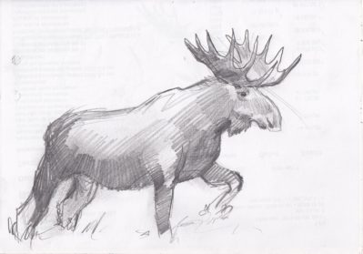 Moose Sketch - Drawing Skill