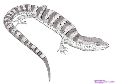 Reptile Picture Drawing - Drawing Skill