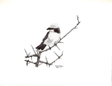 Shrike High-Quality Drawing - Drawing Skill