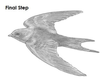 Swift Bird Realistic Drawing - Drawing Skill