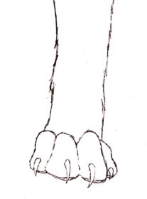 Wolf Paws Sketch - Drawing Skill