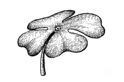4 Leaf Clover Drawing Sketch - Drawing Skill