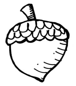 Acorn Drawing Sketch - Drawing Skill