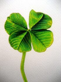 Clover Drawing Art - Drawing Skill