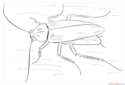 Cockroach Drawing - Drawing Skill