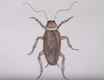Cockroach Drawing Photo - Drawing Skill