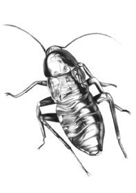 Cockroach Drawing Pics - Drawing Skill