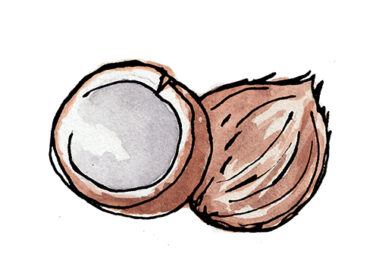 Coconut Drawing - Drawing Skill