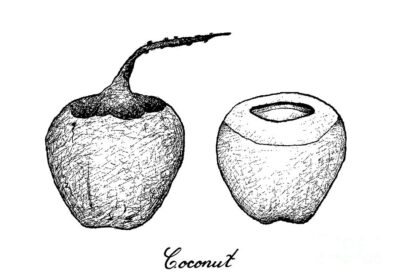 Coconut Drawing Image - Drawing Skill