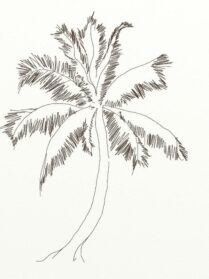 Coconut Tree Drawing Art - Drawing Skill