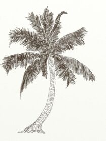 Coconut Tree Drawing Photo - Drawing Skill