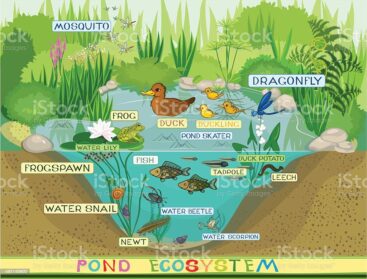 ecosystem of pond - Drawing Skill