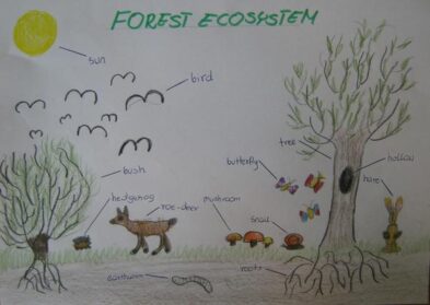 Ecosystem Drawing Pics - Drawing Skill