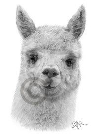 Alpaca Drawing High-Quality - Drawing Skill