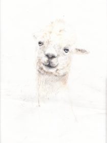 Alpaca Drawing Images - Drawing Skill
