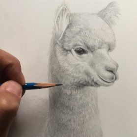 Alpaca Drawing Pictures - Drawing Skill