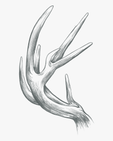 Antler Drawing High-Quality - Drawing Skill