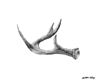Antler Drawing Picture - Drawing Skill