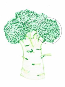 Broccoli Drawing Pics - Drawing Skill