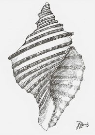 Conch Seashell Drawing Pics - Drawing Skill