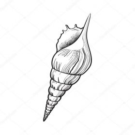 Conch Seashell Drawing Picture - Drawing Skill