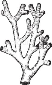 Coral Drawing Amazing - Drawing Skill