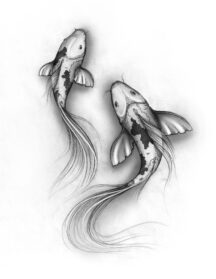 Coy Fish Best Drawing - Drawing Skill