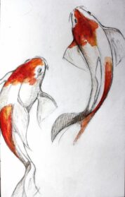 Coy Fish Drawing - Drawing Skill