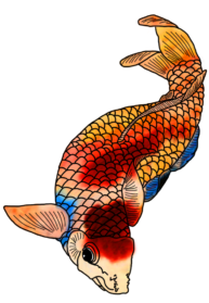 Coy Fish Drawing Image - Drawing Skill