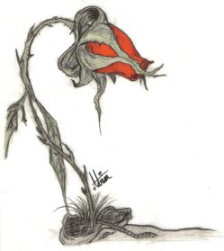 Dead Rose Drawing - Drawing Skill