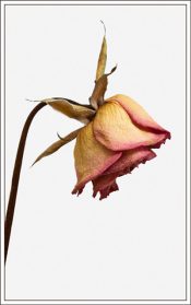 Dead Rose Drawing Art - Drawing Skill