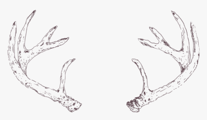 Deer Antler Drawing Realistic - Drawing Skill