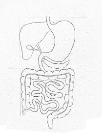 Digestive System Drawing Creative Art - Drawing Skill