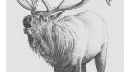 Elk Drawing Beautiful Image - Drawing Skill
