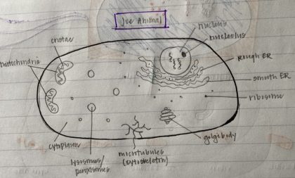 Animal Cell Best Drawing - Drawing Skill