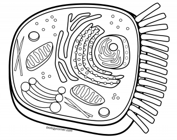 Animal Cell Drawing - Drawing Skill
