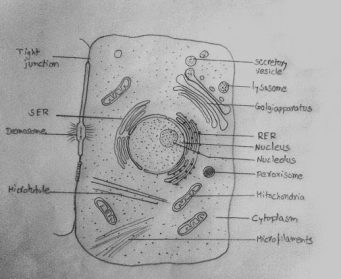 Animal Cell Drawing Image - Drawing Skill