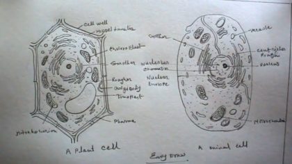 Animal Cell Drawing Photo - Drawing Skill