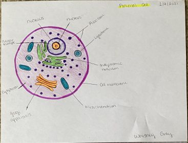 Animal Cell Drawing Pic - Drawing Skill