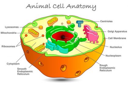 Animal Cell Drawing Pictures - Drawing Skill