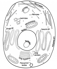 Animal Cell Drawing Sketch - Drawing Skill