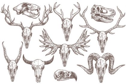 Animal Skull Drawing Pic - Drawing Skill