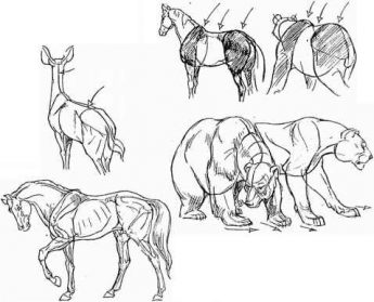 Animals Line Drawing Picture - Drawing Skill