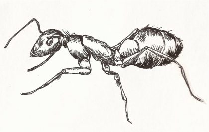 Ant Art Drawing - Drawing Skill