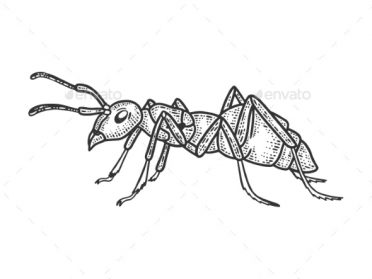 Ant Drawing Pic - Drawing Skill