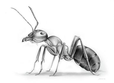 Ant Drawing Realistic - Drawing Skill
